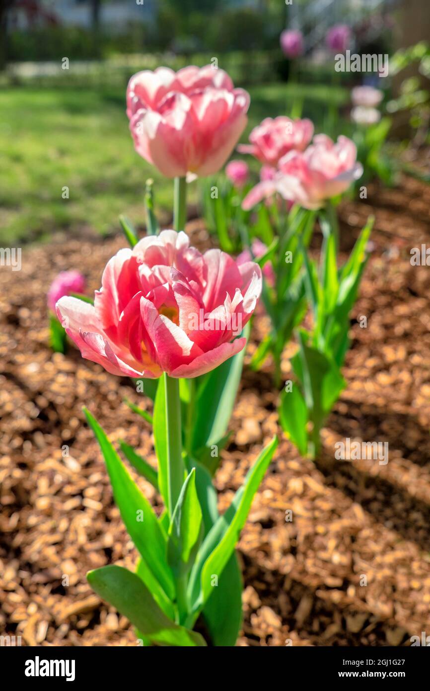 Pink double tulips, USA Stock Photo - Alamy