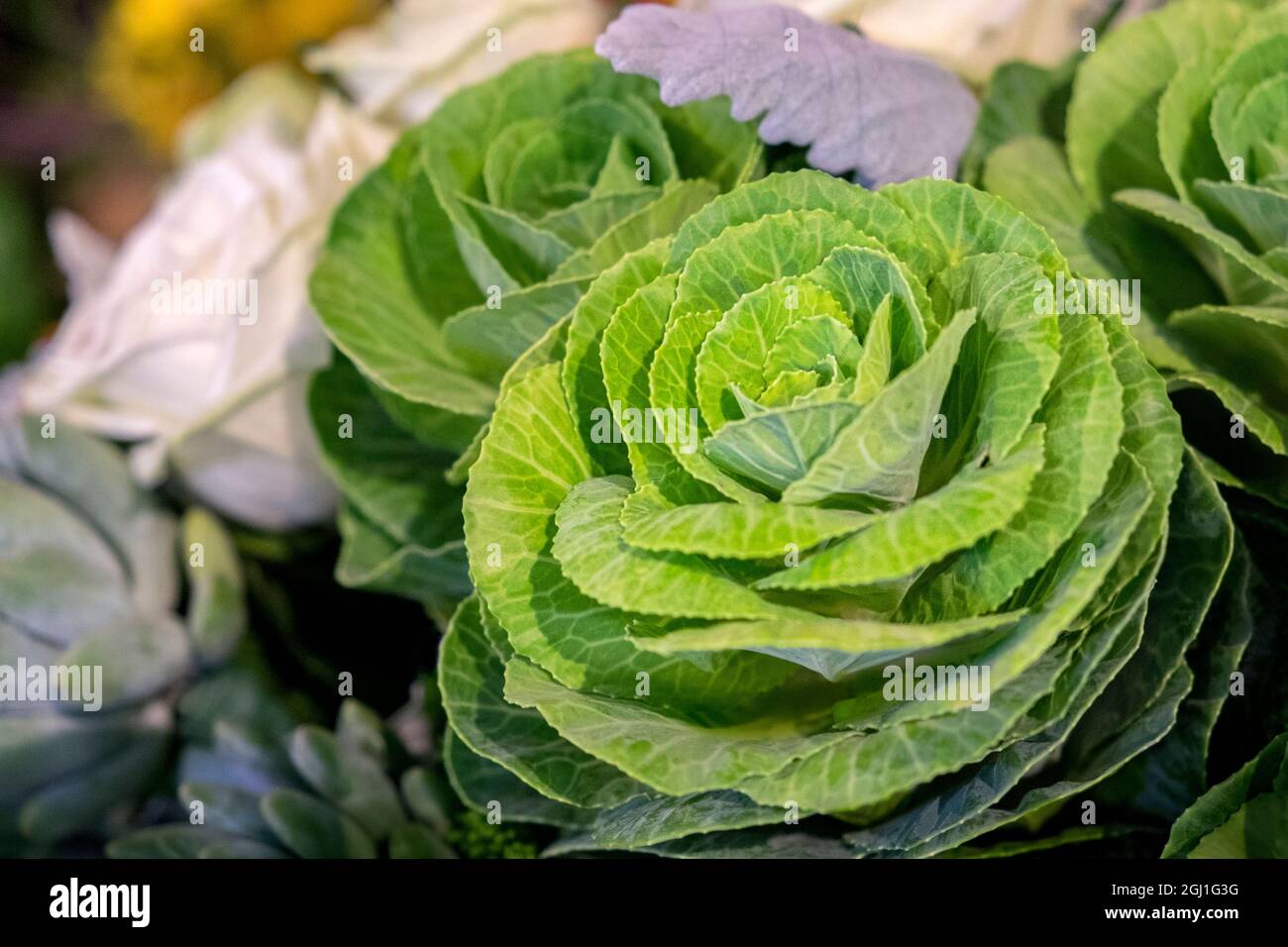 Ornamental cabbage in a flower arrangement, USA Stock Photo - Alamy