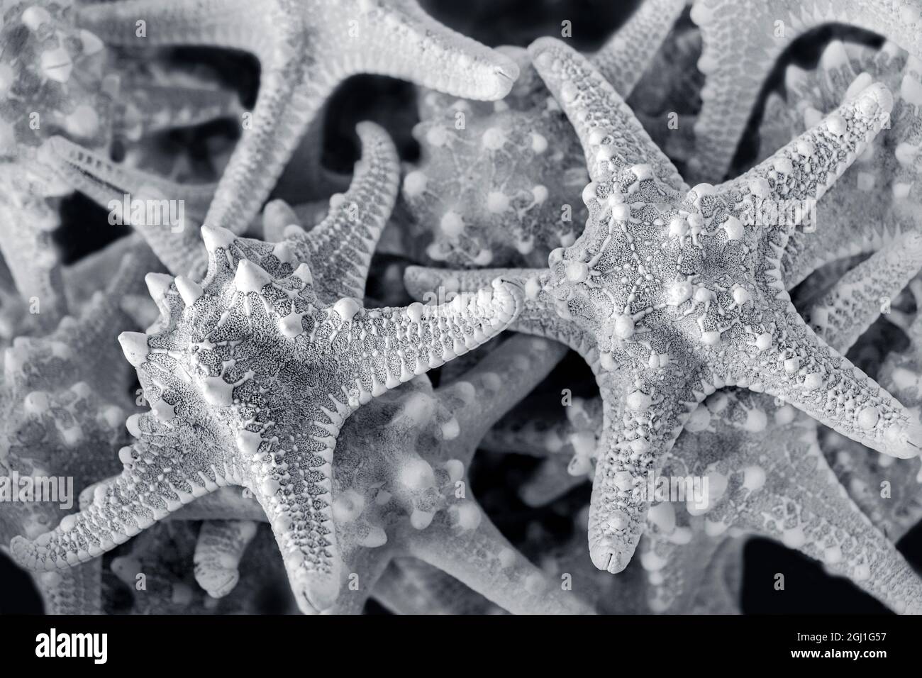 Knobby starfish hi-res stock photography and images - Alamy