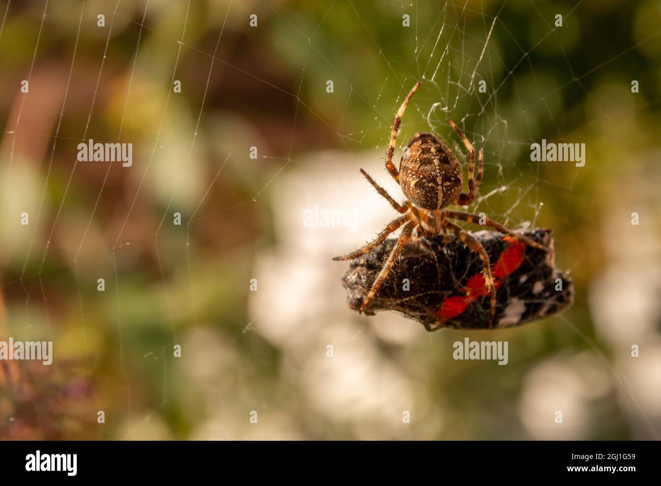 Spider catches butterfly hi-res stock photography and images - Alamy