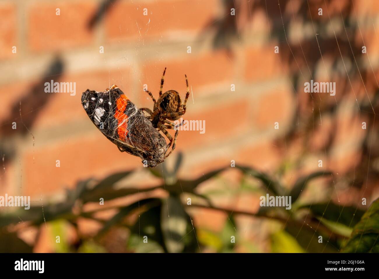 garden spider catches butterfly Stock Photo - Alamy
