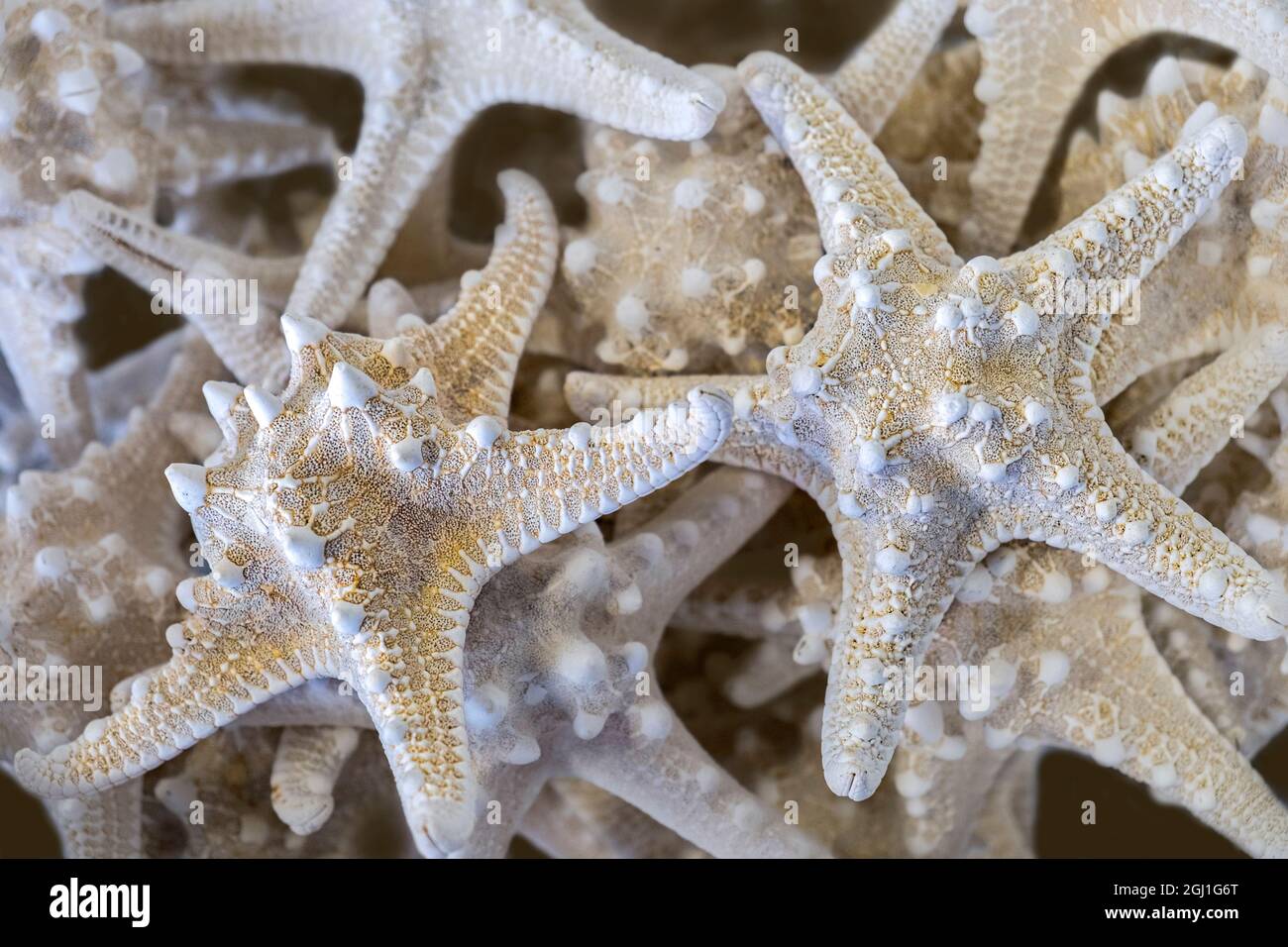 Knobby starfish hi-res stock photography and images - Alamy
