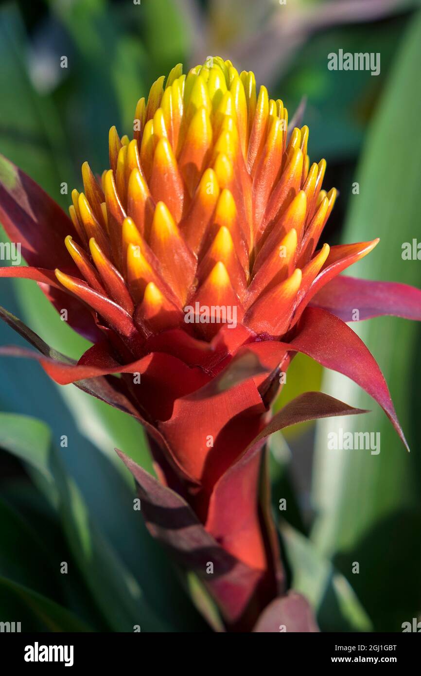 Orange bromeliad hi-res stock photography and images - Alamy
