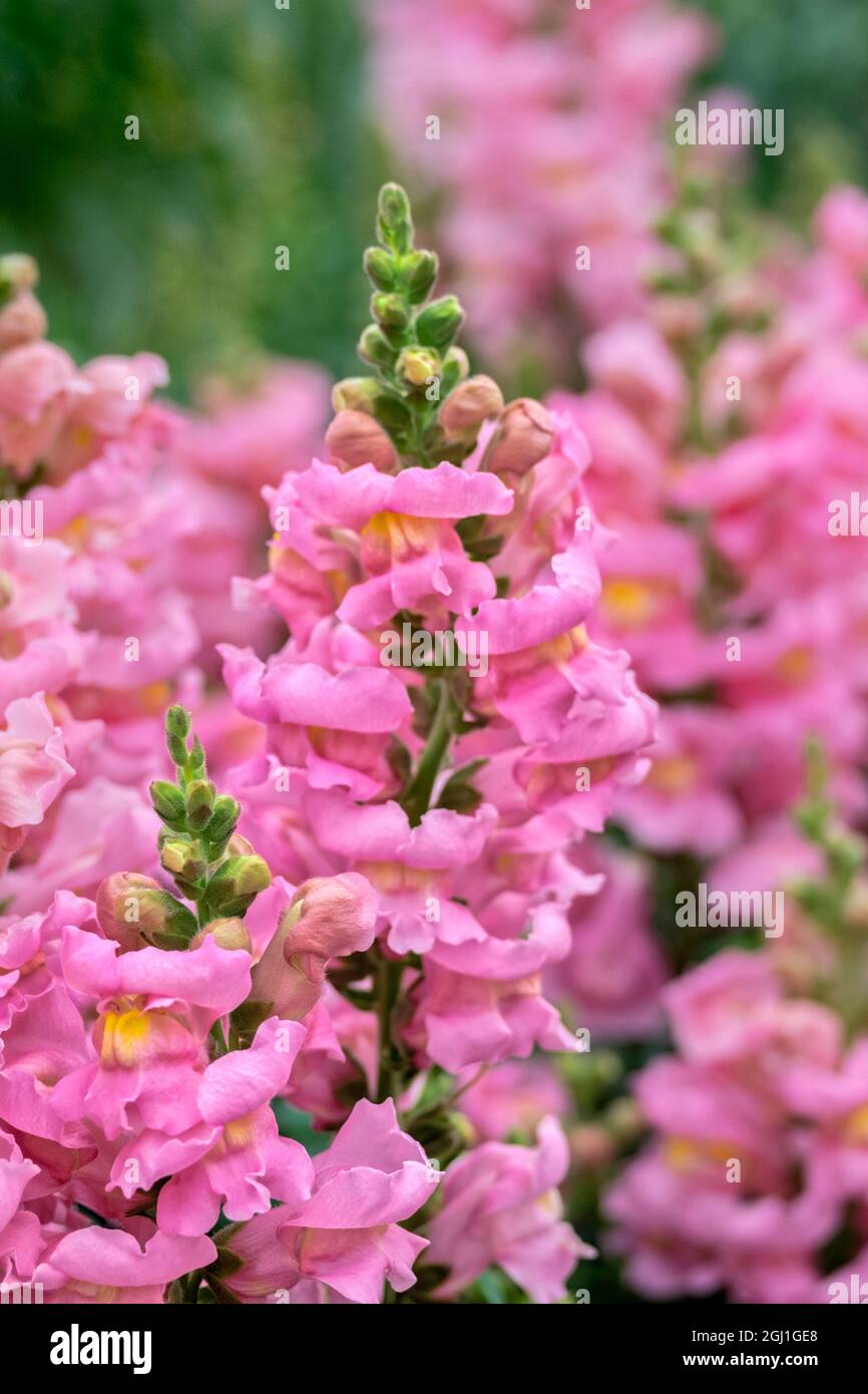 Pink Snapdragons, USA Stock Photo - Alamy