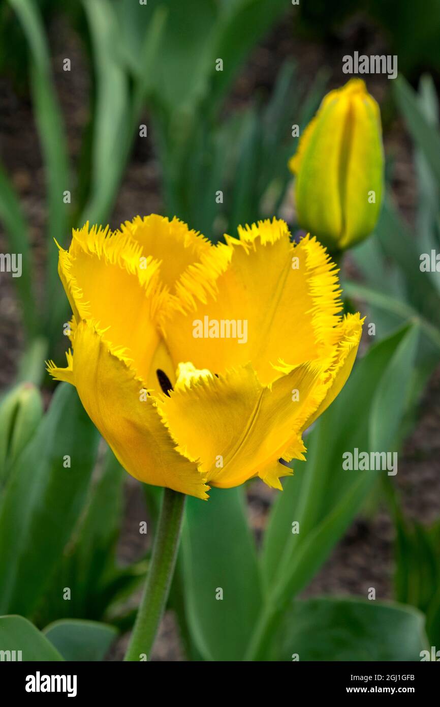 Hamilton tulip hi-res stock photography and images - Alamy