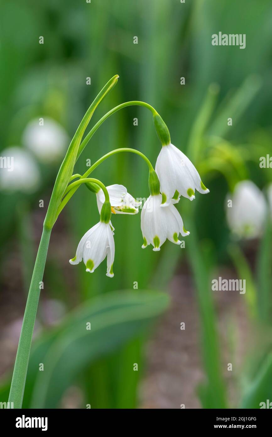 Summer giant snowflake hi-res stock photography and images - Alamy