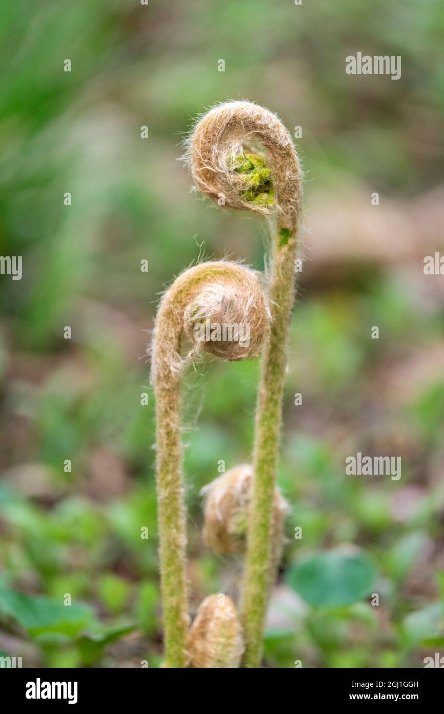 Fuzzy fern hi-res stock photography and images - Alamy