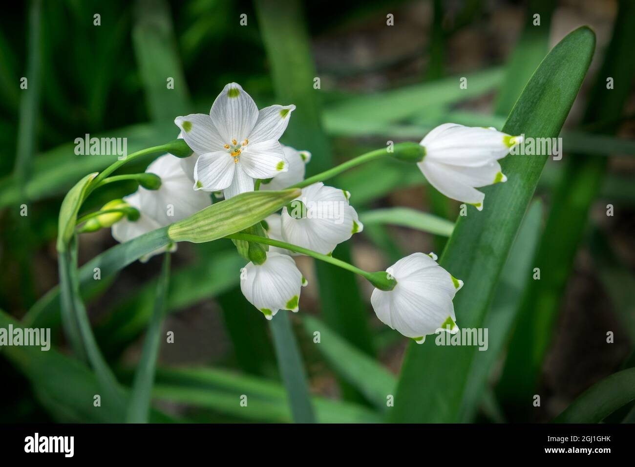 Summer Snowflake flowers, USA Stock Photo - Alamy