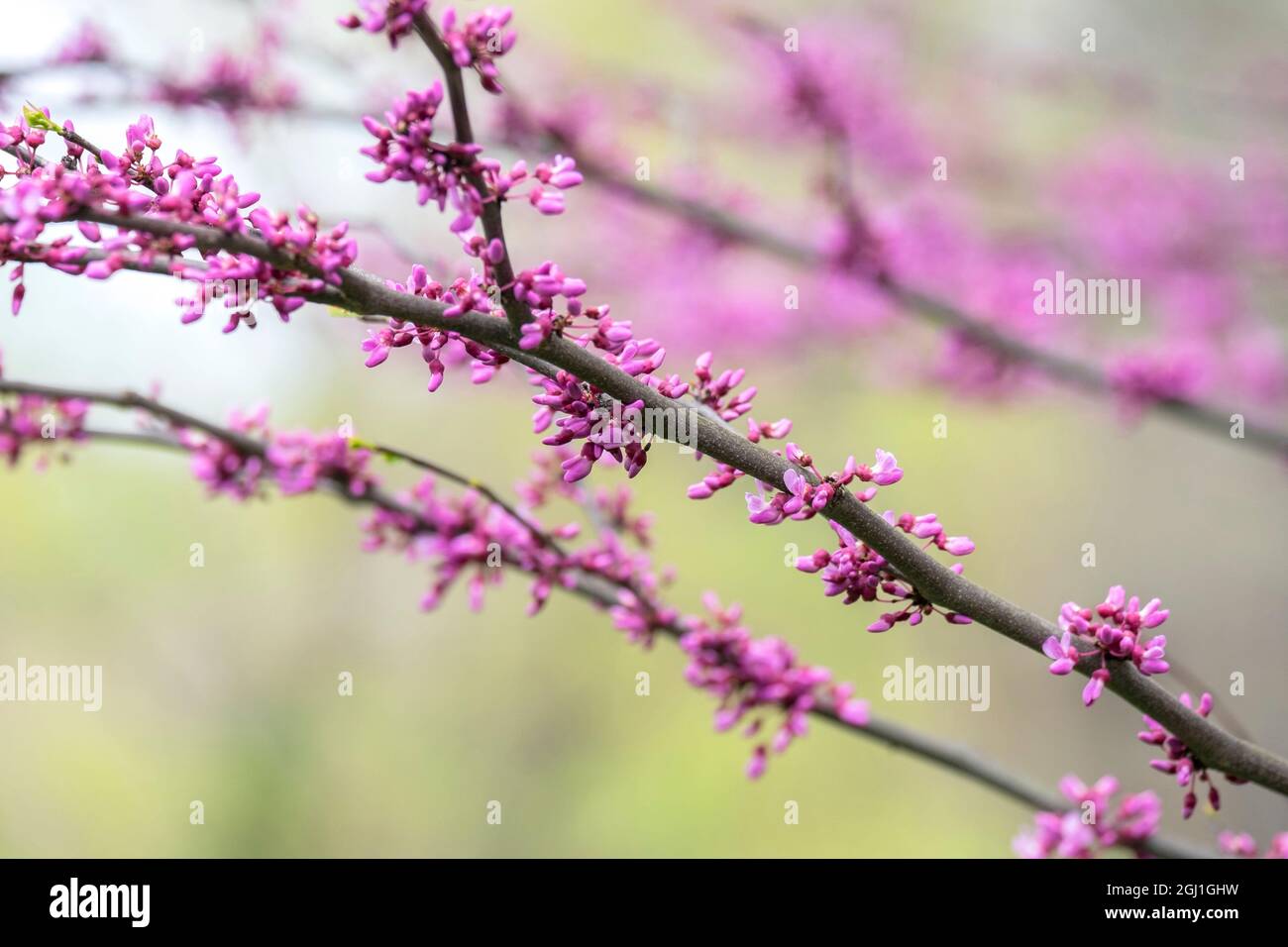 Branch of Eastern Redbud, USA Stock Photo - Alamy