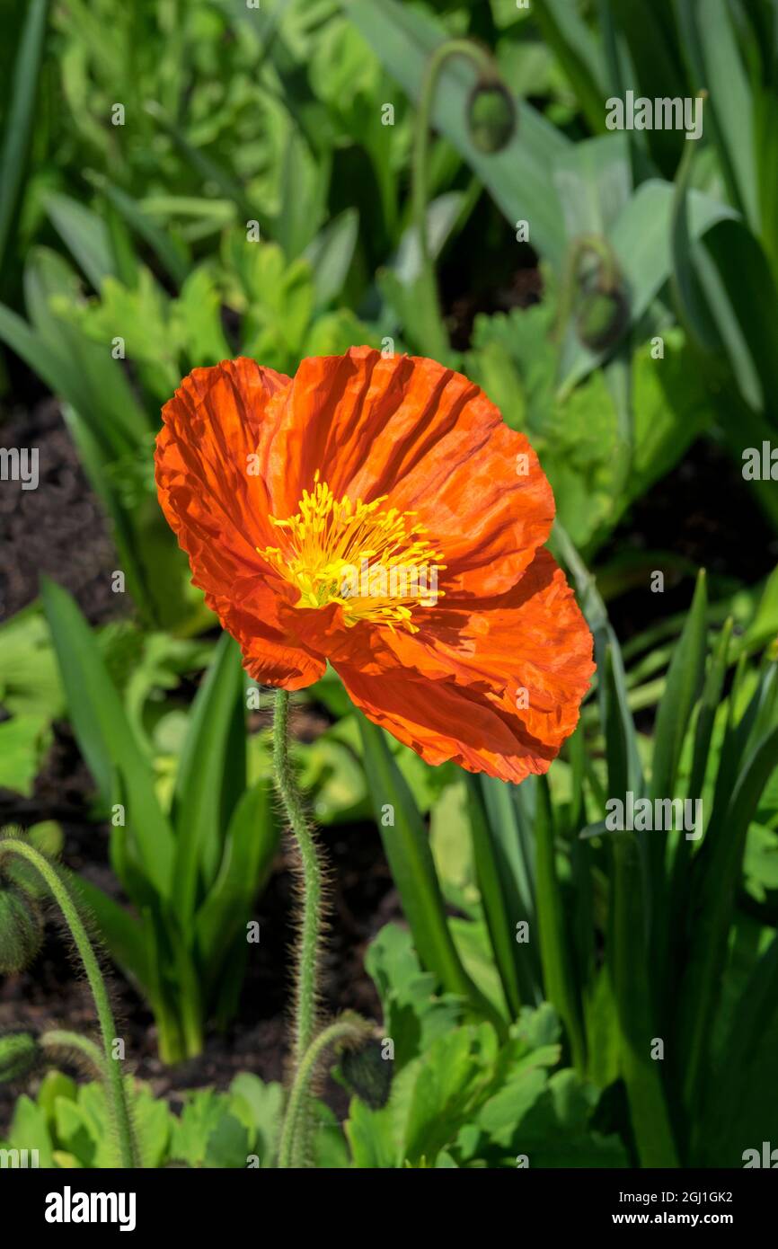 Poppy flower, USA Stock Photo - Alamy