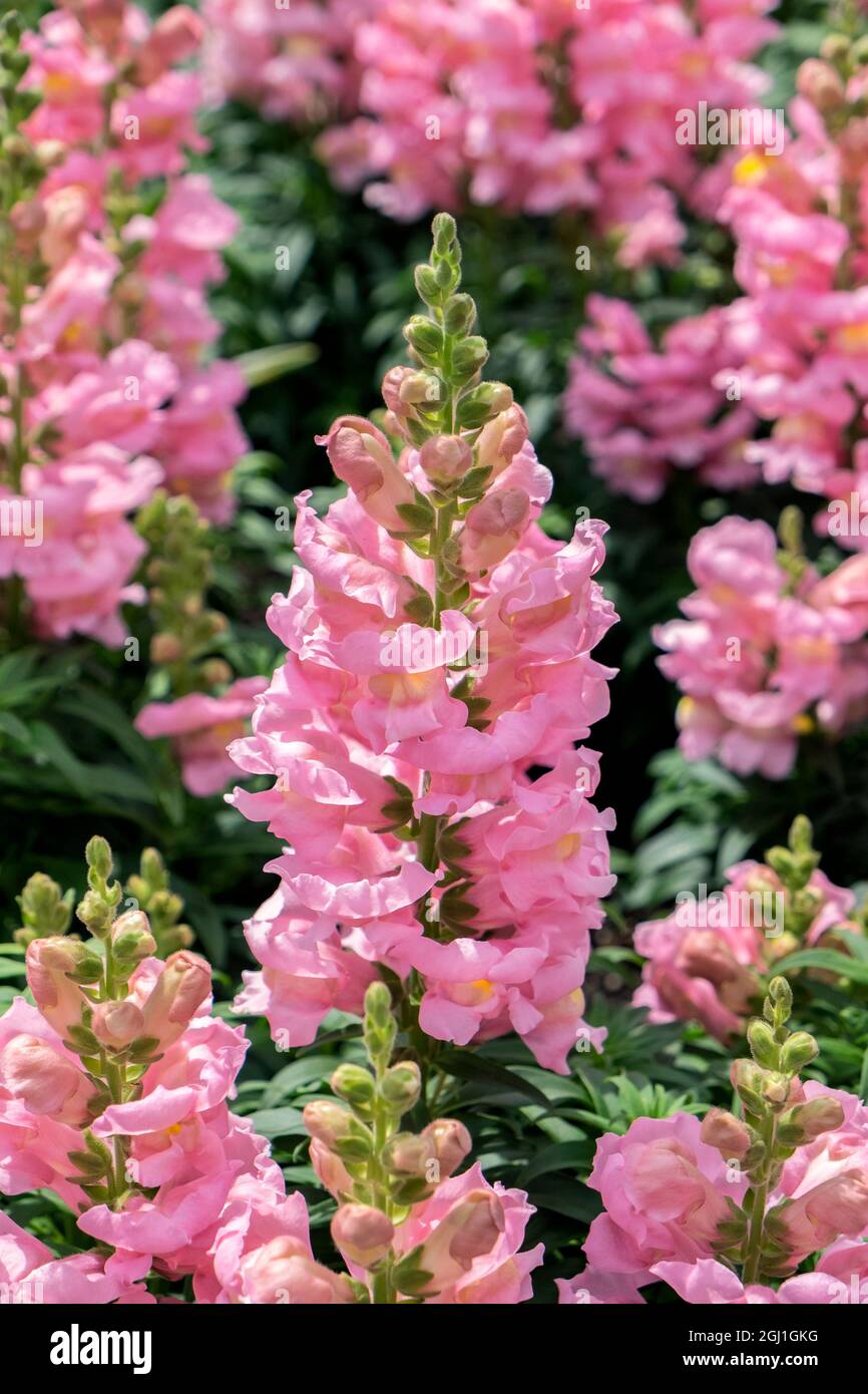 Pink Snapdragons, USA Stock Photo - Alamy