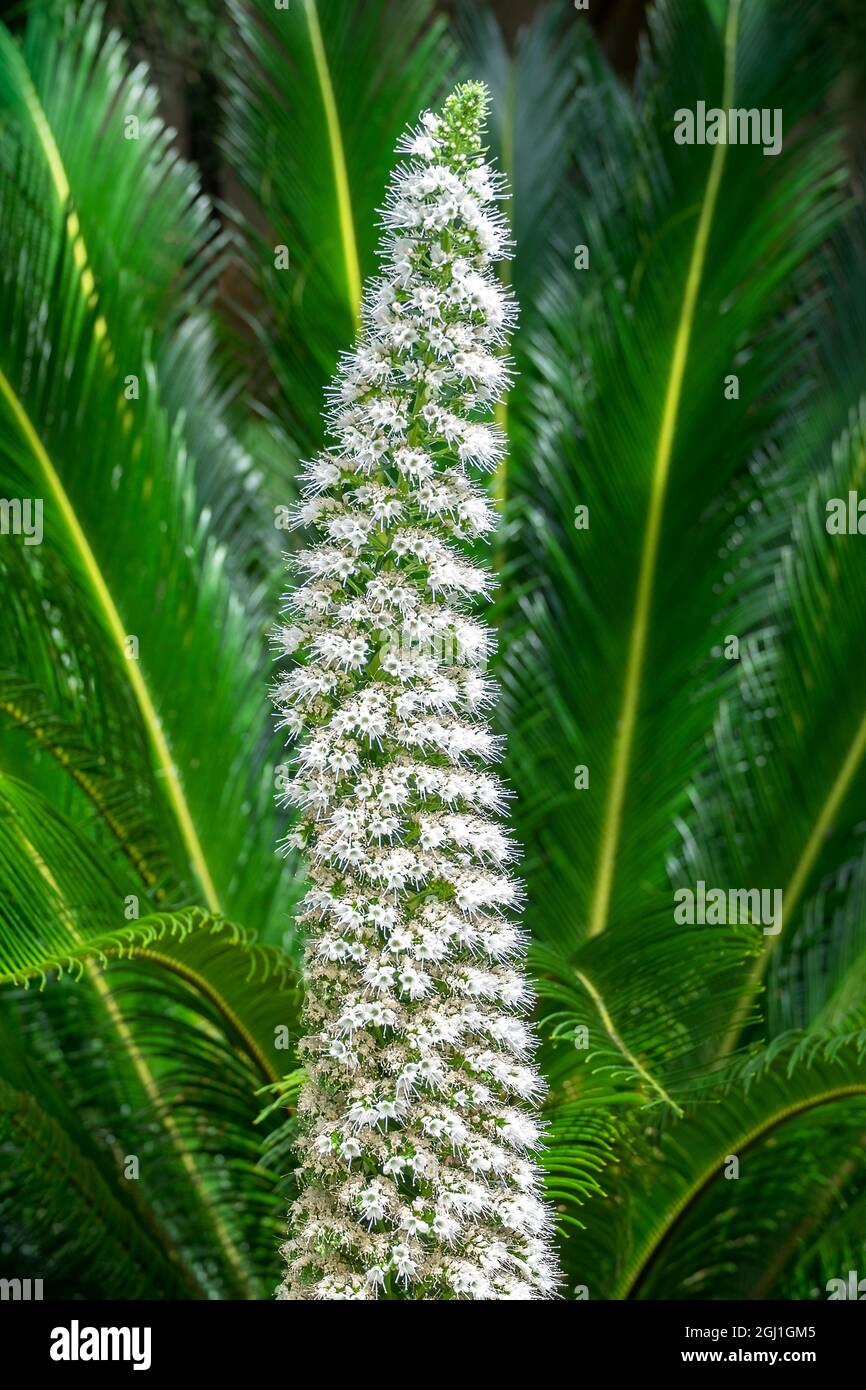 Madeira and usa hi-res stock photography and images - Alamy