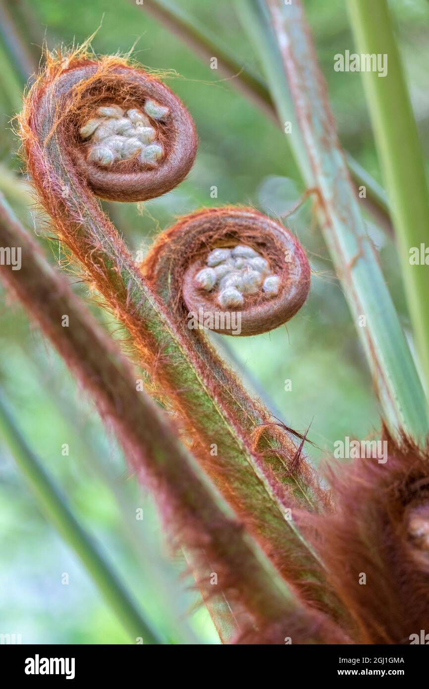 Tasmanian tree hi-res stock photography and images - Alamy