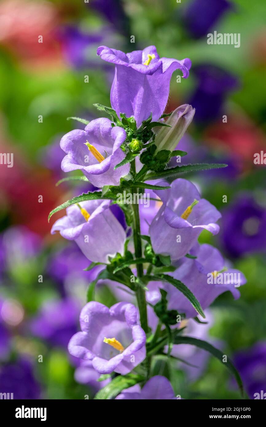 Campanula, Canterbury-Bells, USA Stock Photo - Alamy