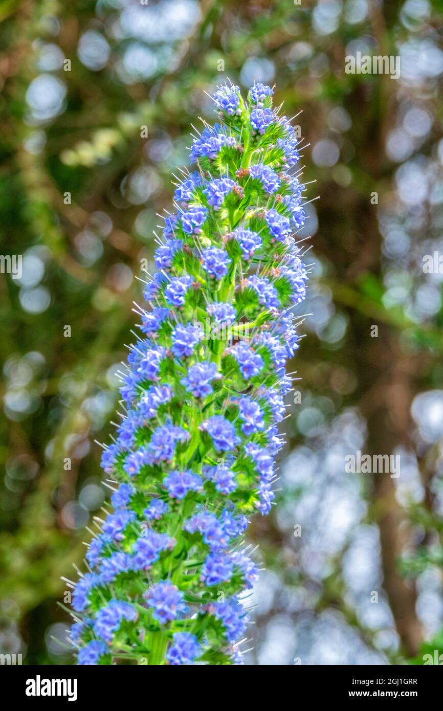 Madeira and usa hi-res stock photography and images - Alamy