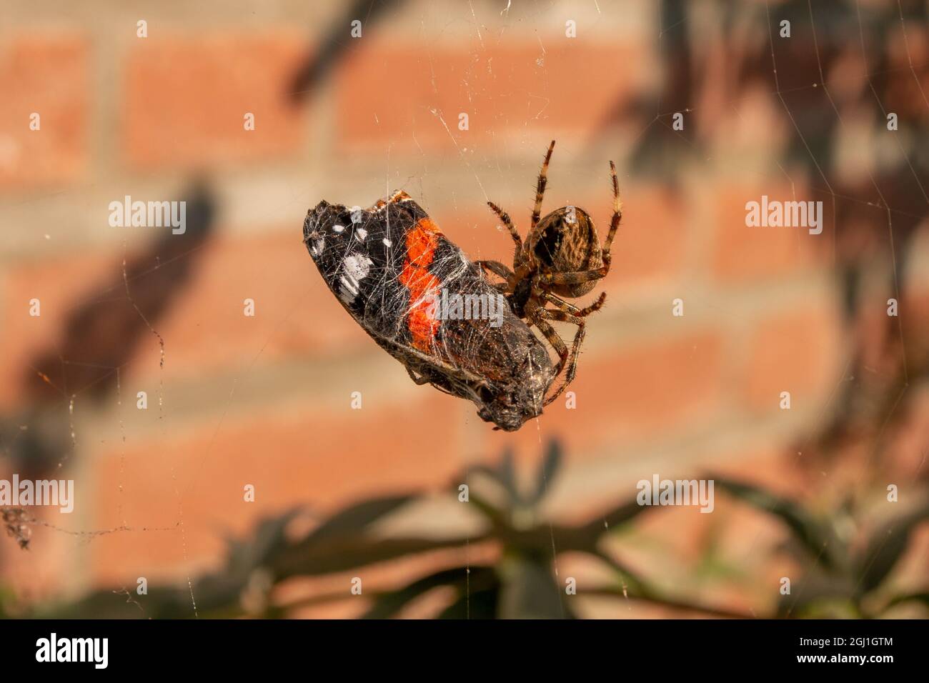 garden spider catches butterfly Stock Photo - Alamy