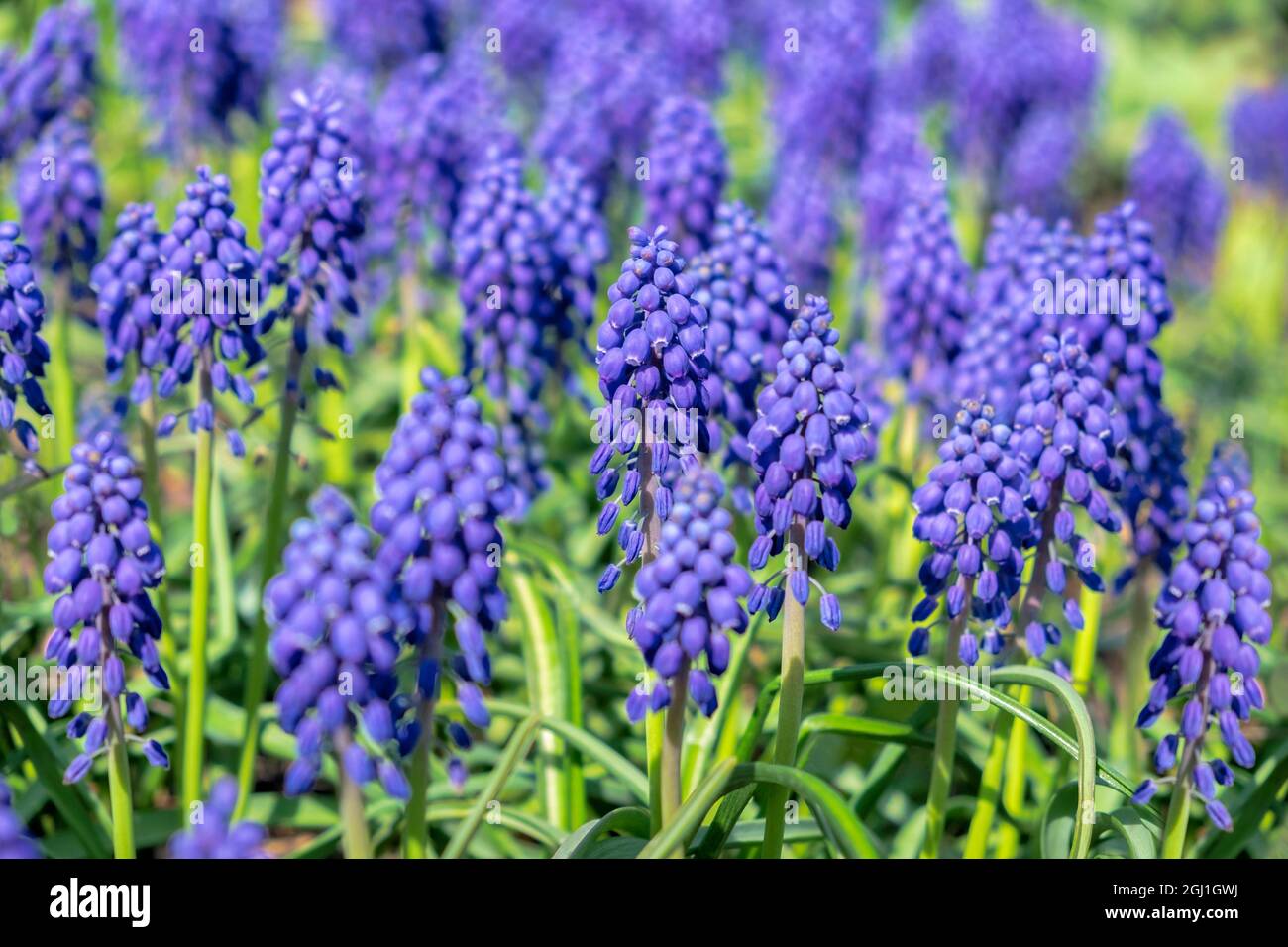 Grape hyacinth, USA Stock Photo - Alamy
