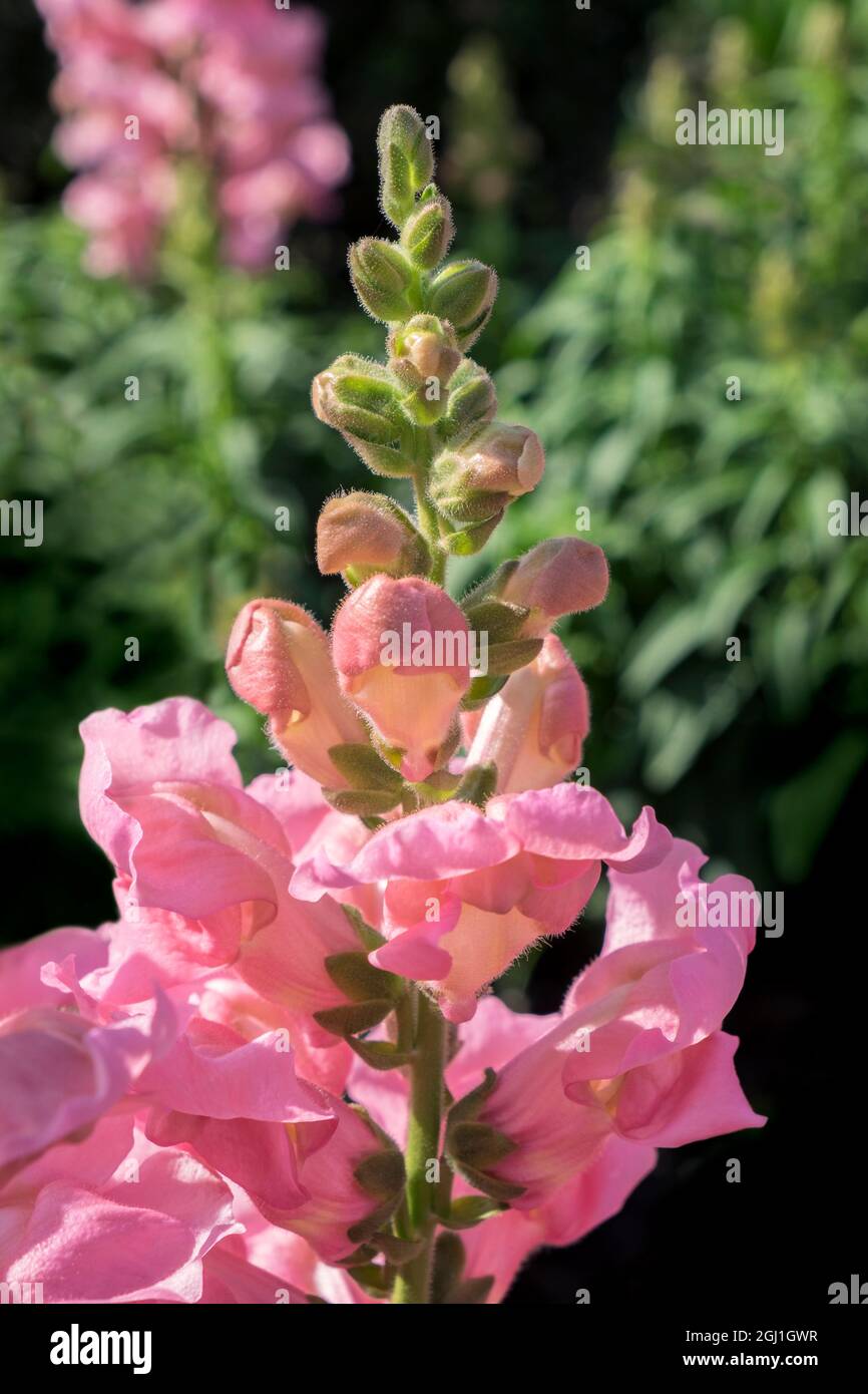 Pink snapdragon, USA Stock Photo - Alamy
