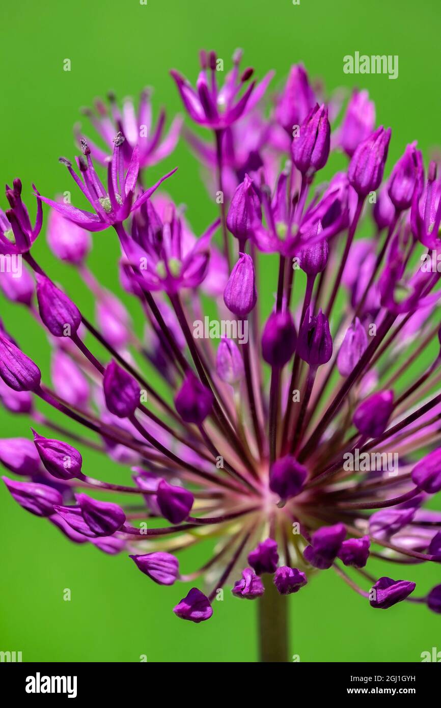 Lime green allium hi-res stock photography and images - Alamy