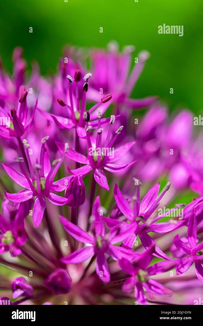 Lime green allium hi-res stock photography and images - Alamy