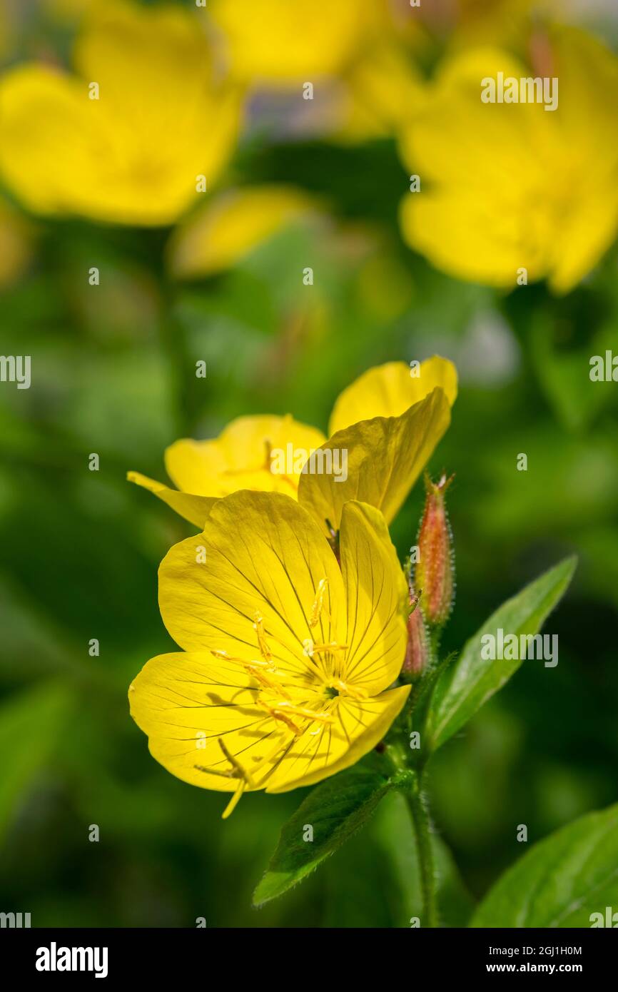 Primrose stamen hi-res stock photography and images - Alamy