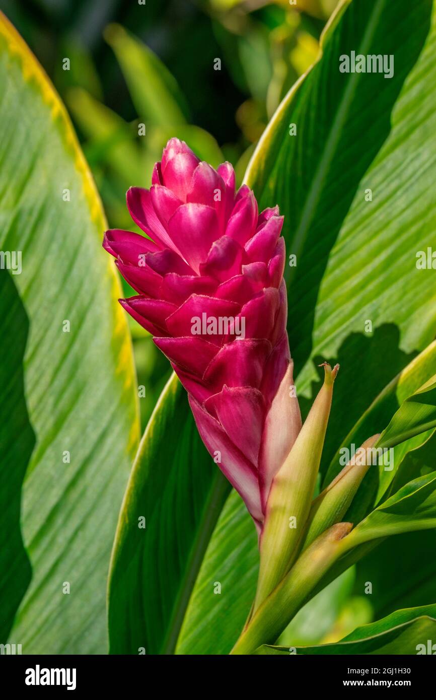 Red Ginger plant Stock Photo - Alamy