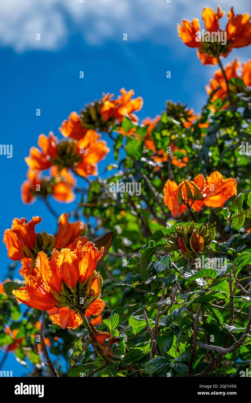 African tulip tree Stock Photo - Alamy