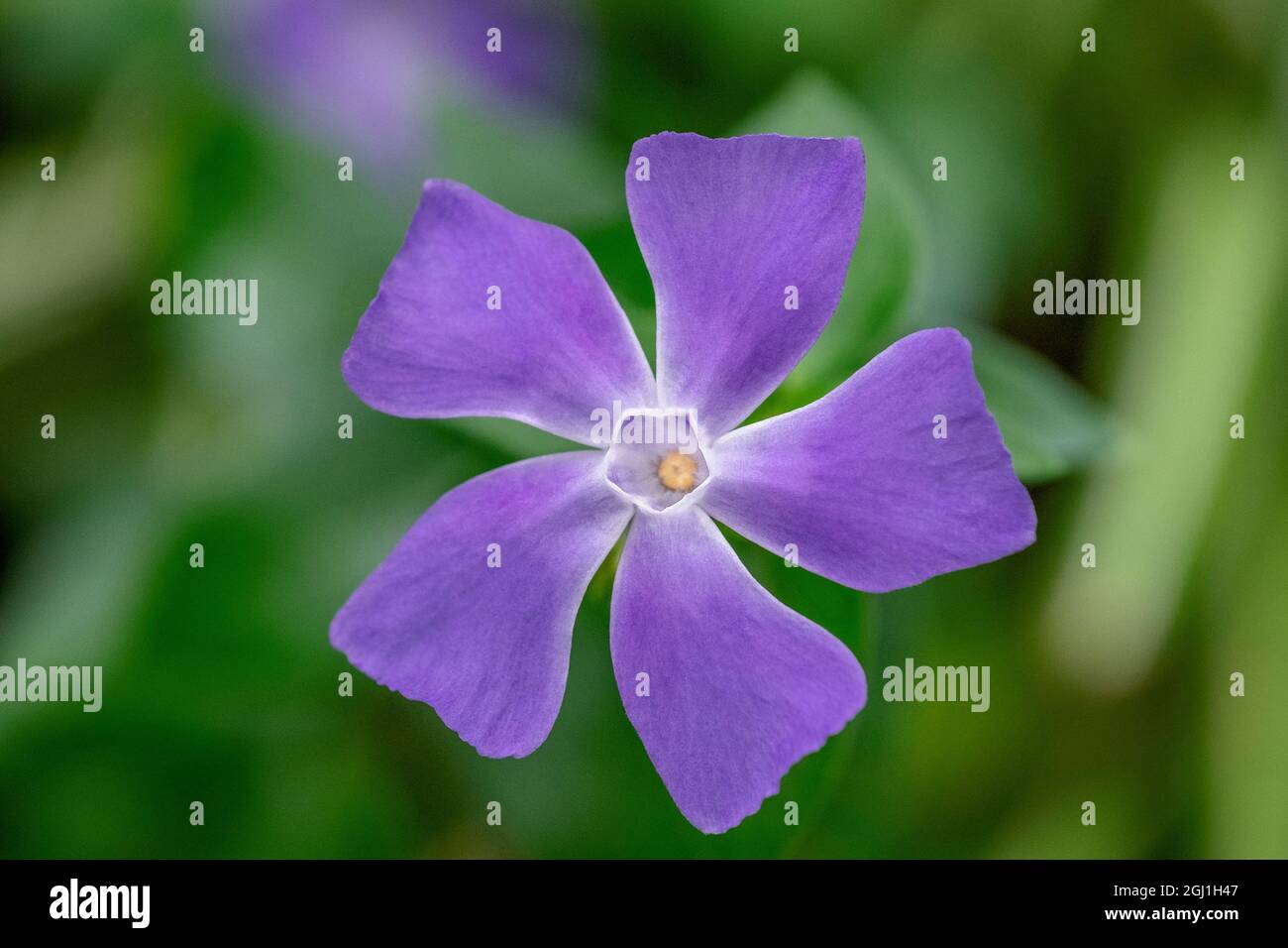 Big periwinkle hi-res stock photography and images - Alamy
