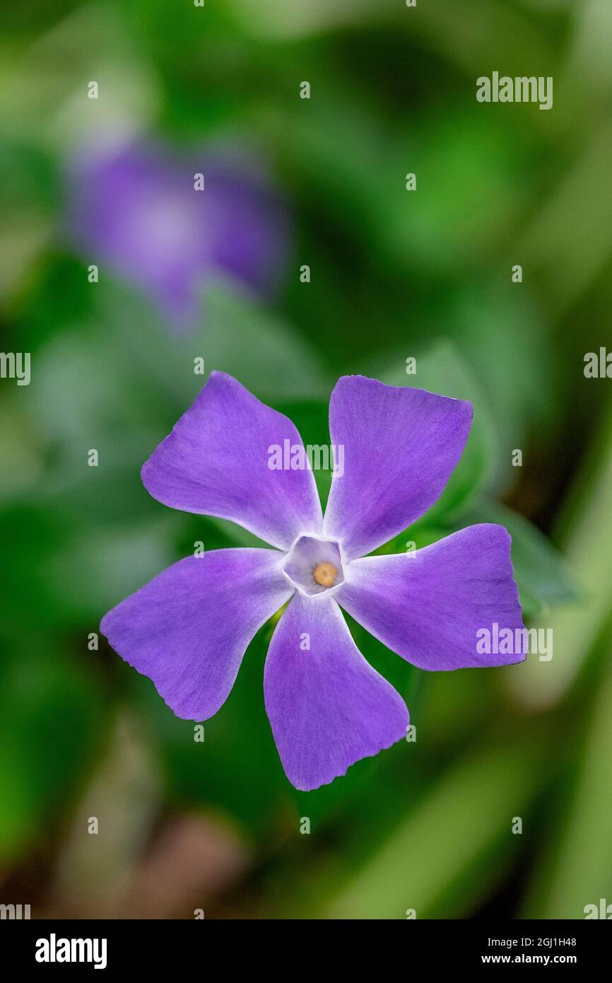 Big periwinkle hi-res stock photography and images - Alamy