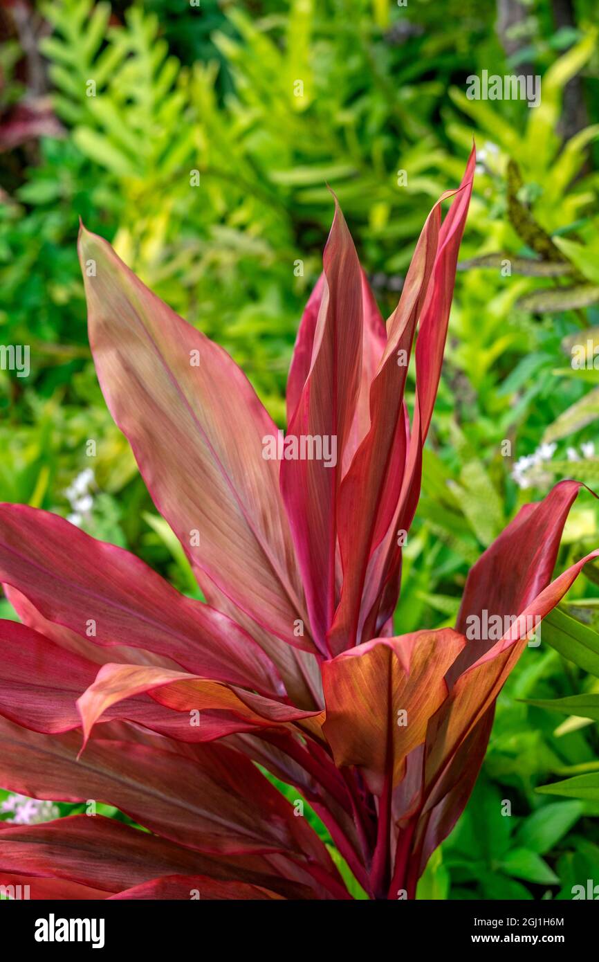 Cordyline fruticosa, Ti plant Stock Photo - Alamy