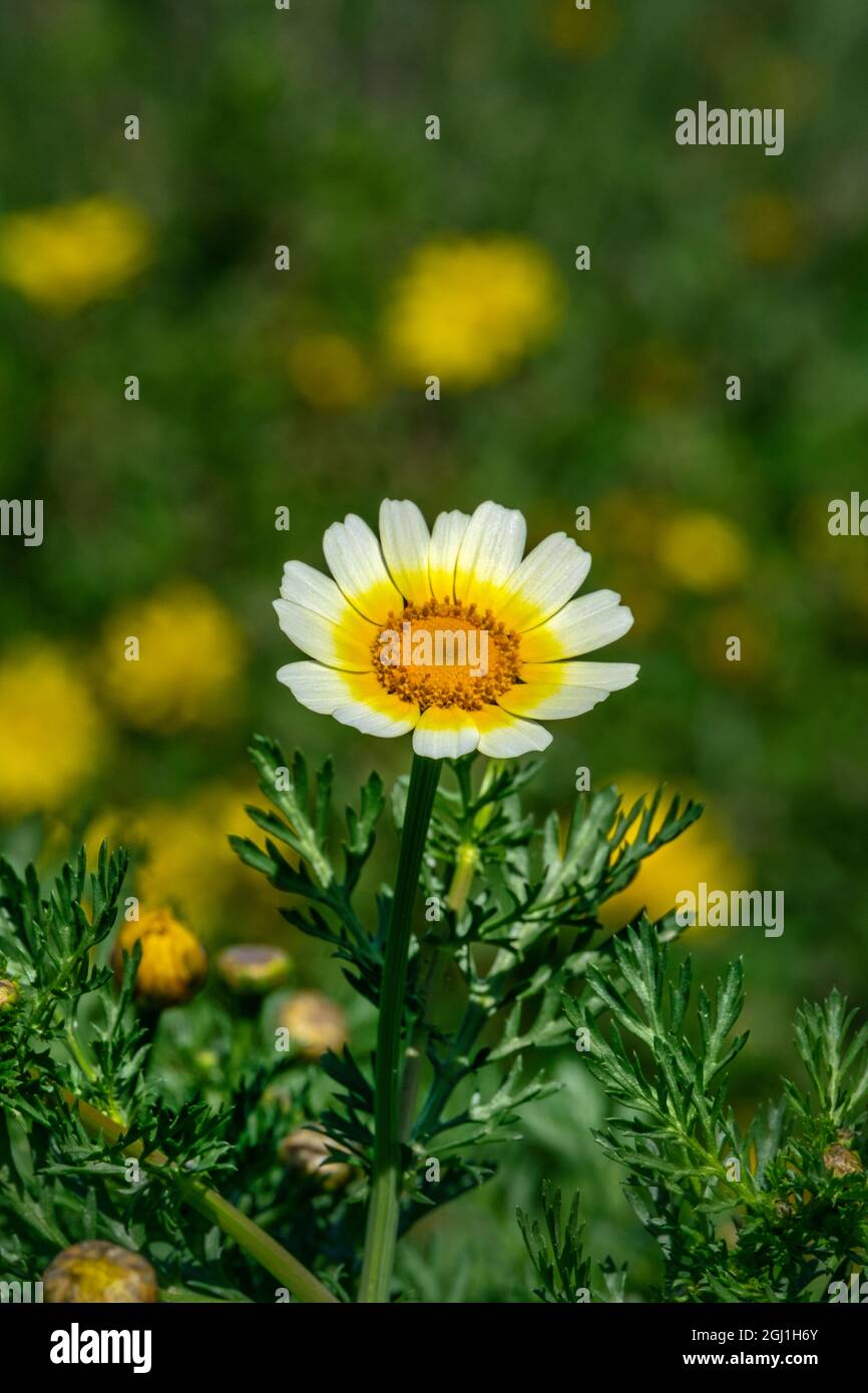 Crown daisy marigold glebionis hi-res stock photography and images - Alamy