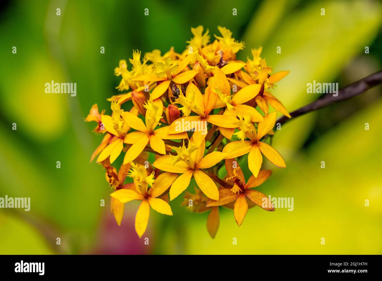 Fire orchid hi-res stock photography and images - Alamy
