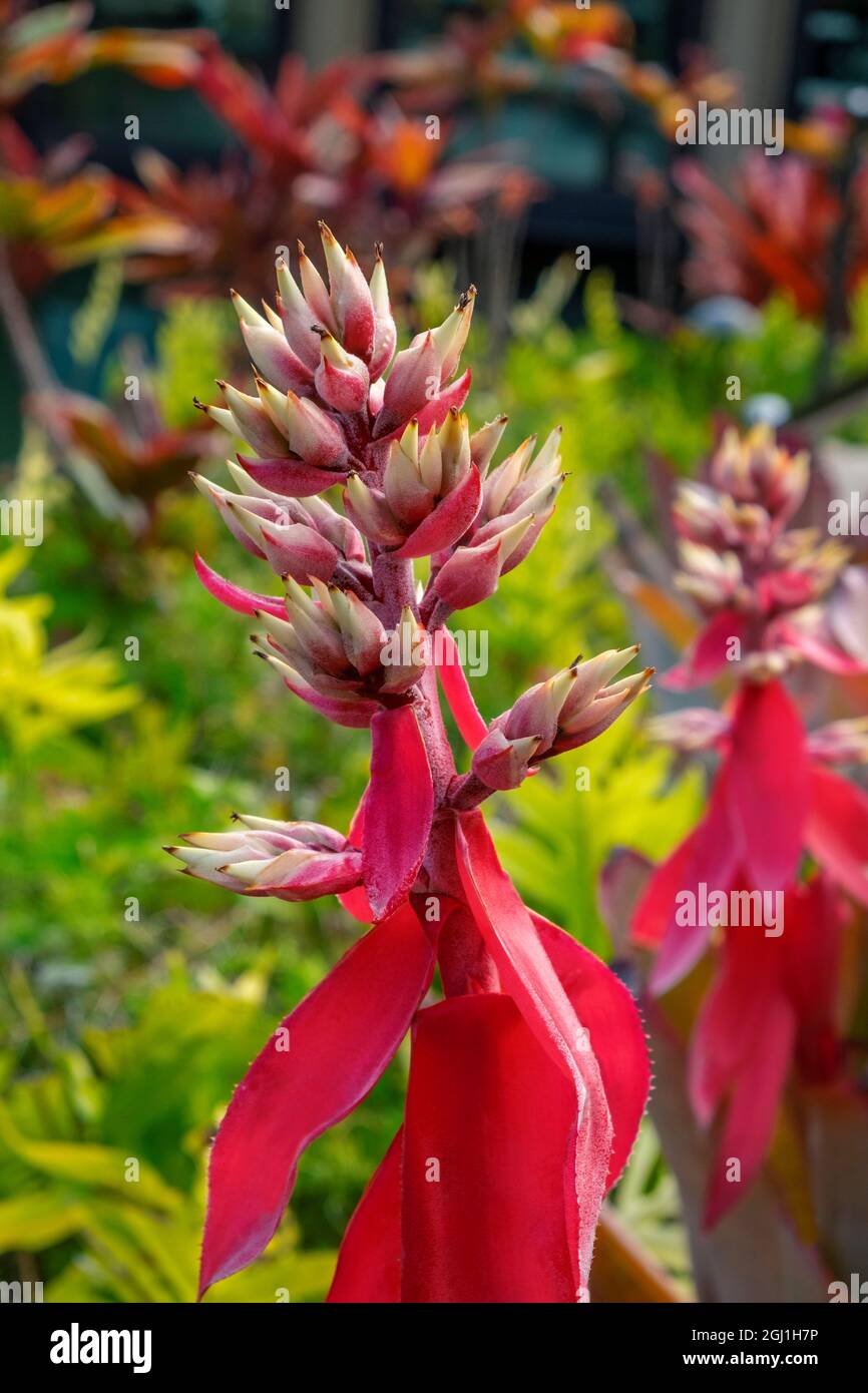 Flowering Aechmea plant Stock Photo - Alamy