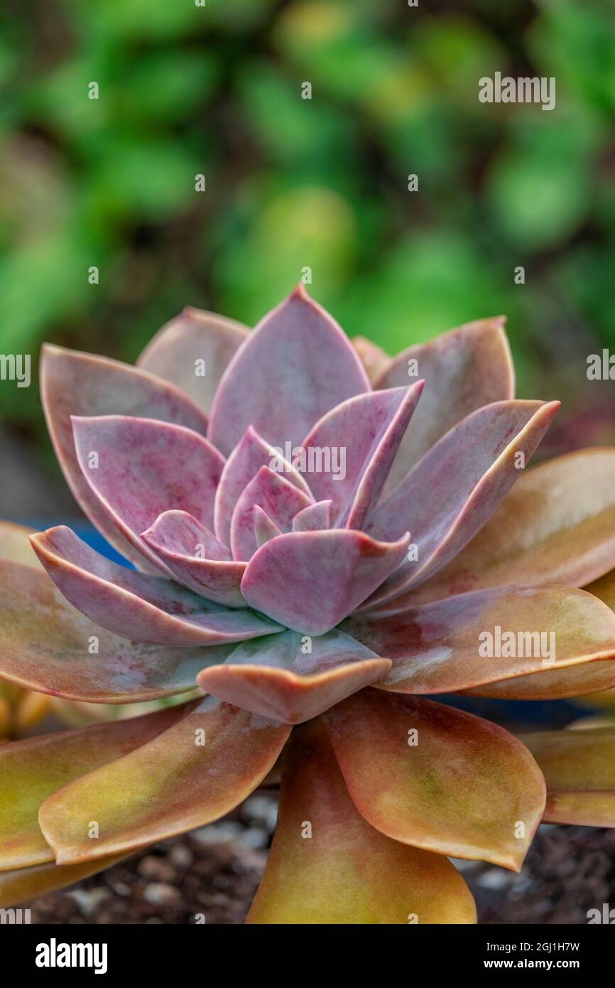Ghost plant, succulent Stock Photo - Alamy