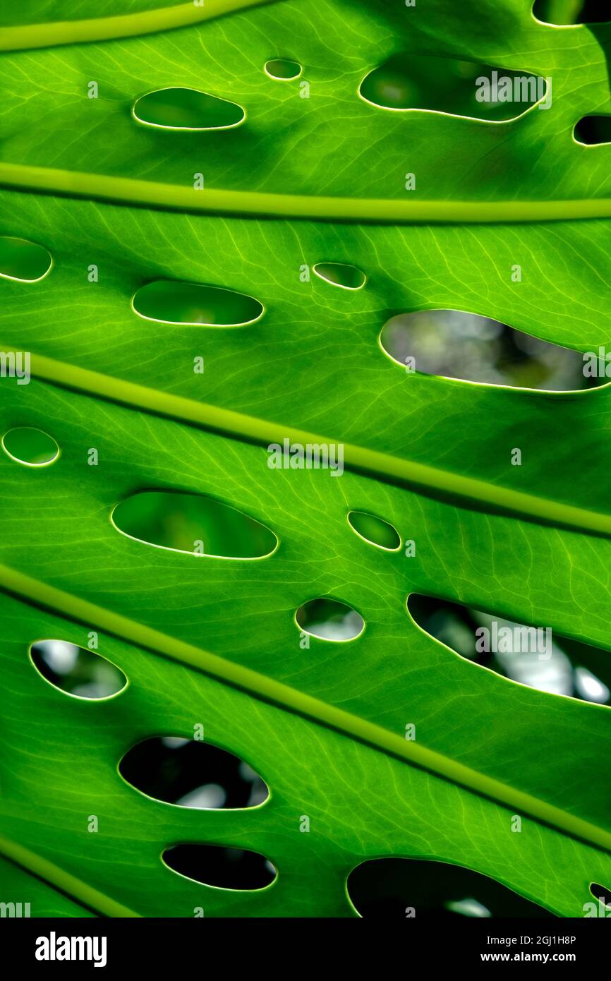 Holey plant hi-res stock photography and images - Alamy