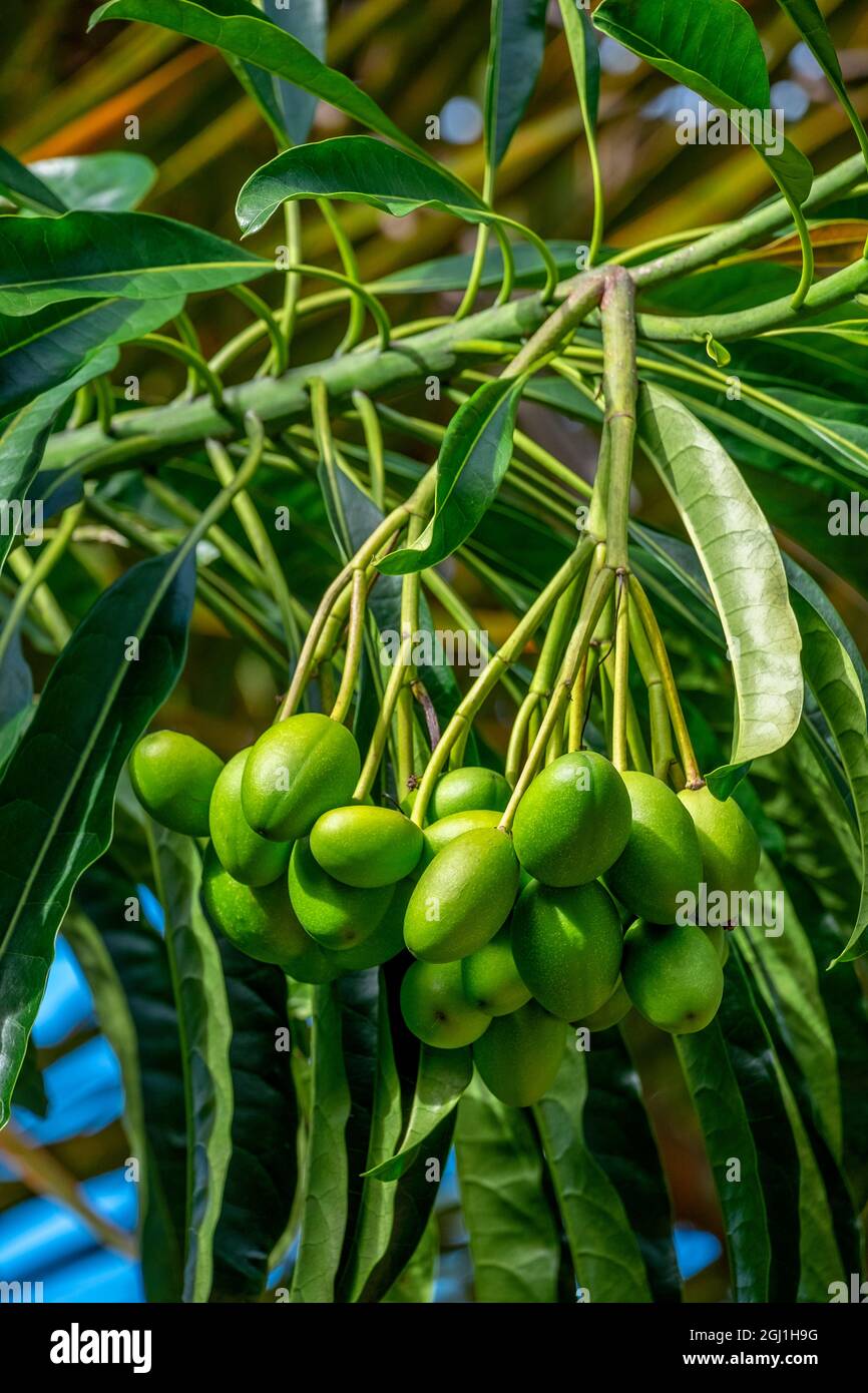 Mango fruit tree Stock Photo - Alamy