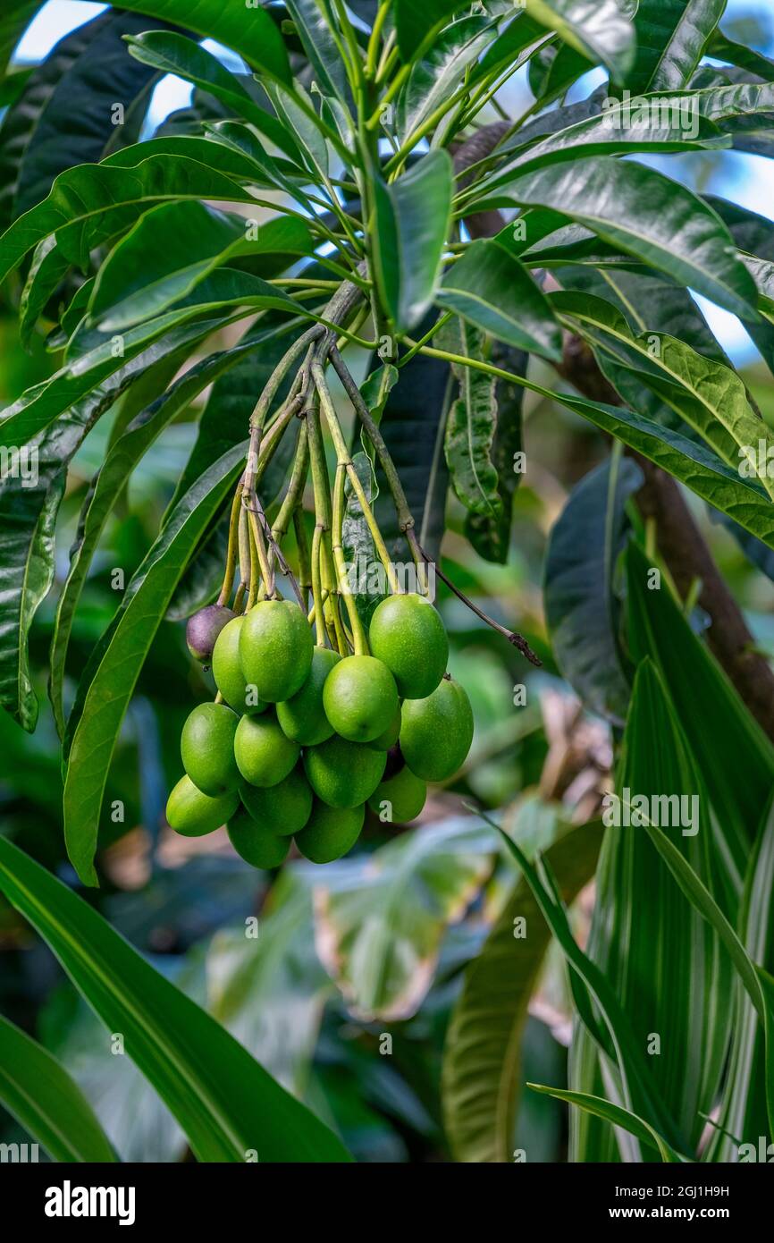 Mango fruit tree Stock Photo - Alamy