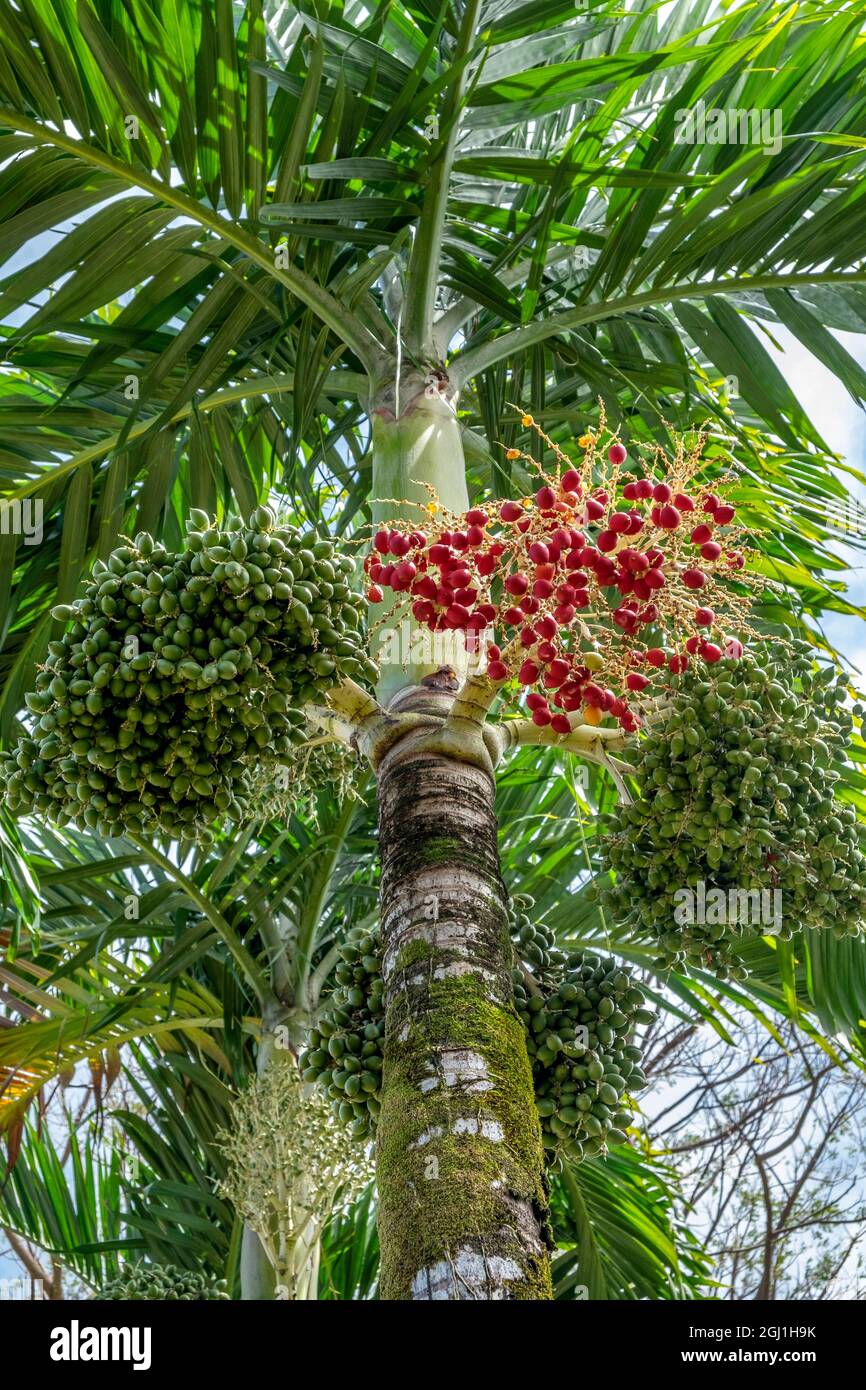 Manila palm adonidia merrillii hi-res stock photography and images - Alamy