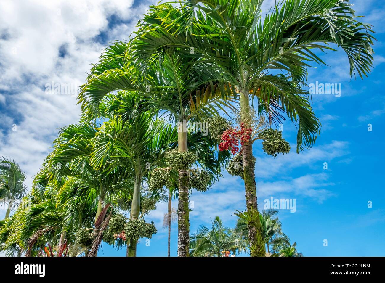 Manila palm adonidia merrillii hi-res stock photography and images - Alamy