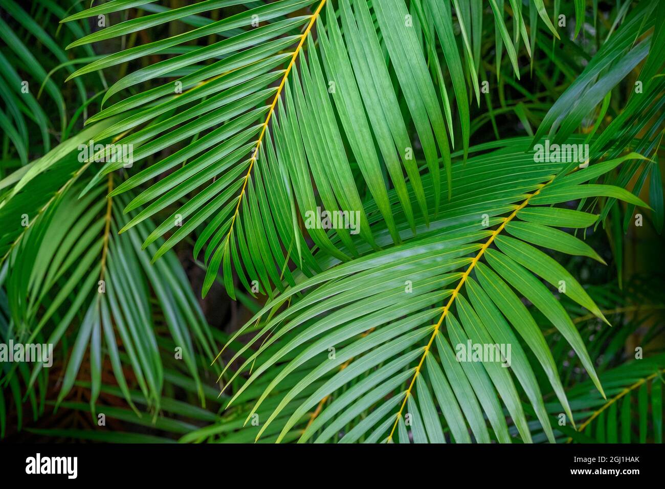 Symmetrical frond hi-res stock photography and images - Alamy