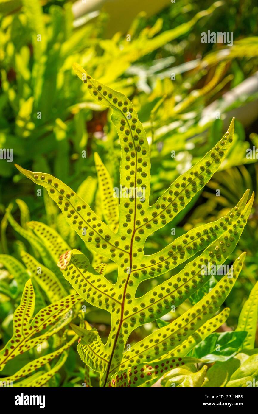 Phymatosorus grossus, Musk Fern Stock Photo - Alamy