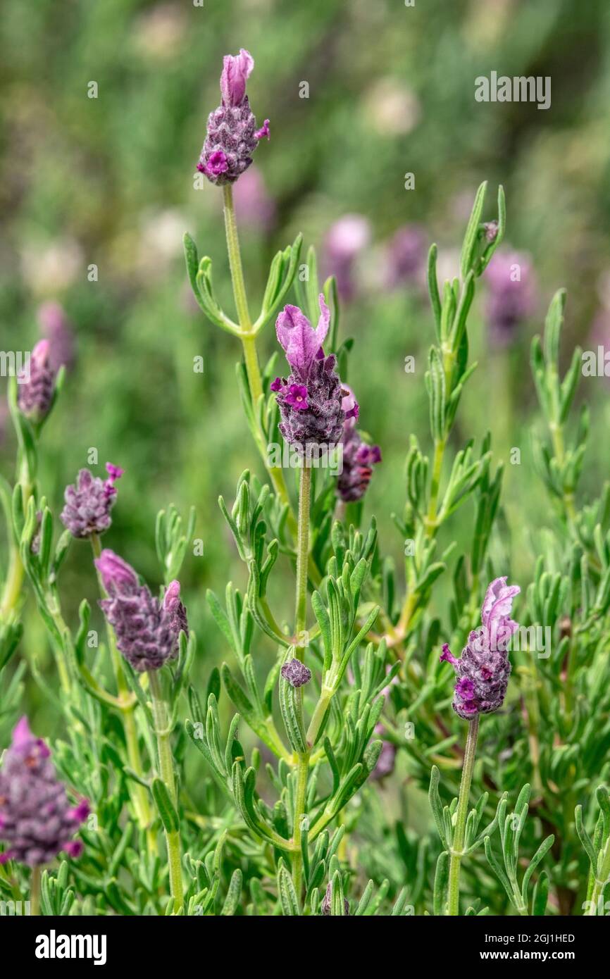 Kew red lavender hi-res stock photography and images - Alamy