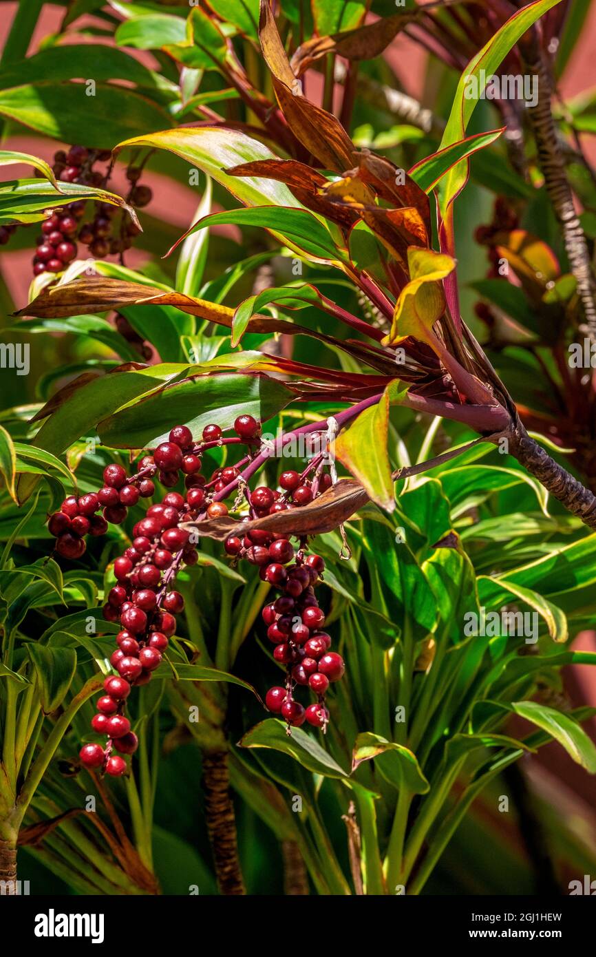 Ti plant hi-res stock photography and images - Alamy