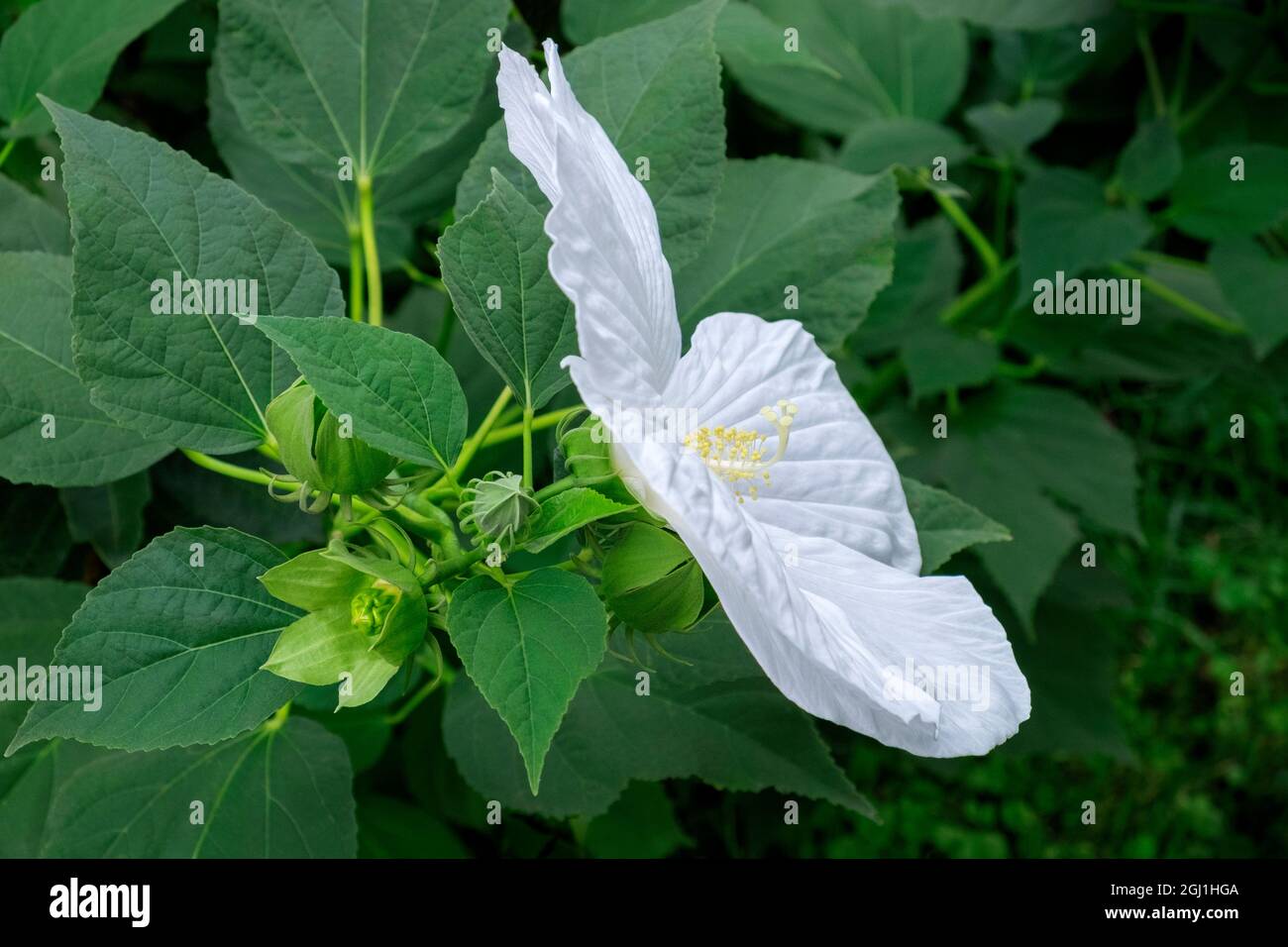 Swamp Rose Mallow Stock Photo - Alamy