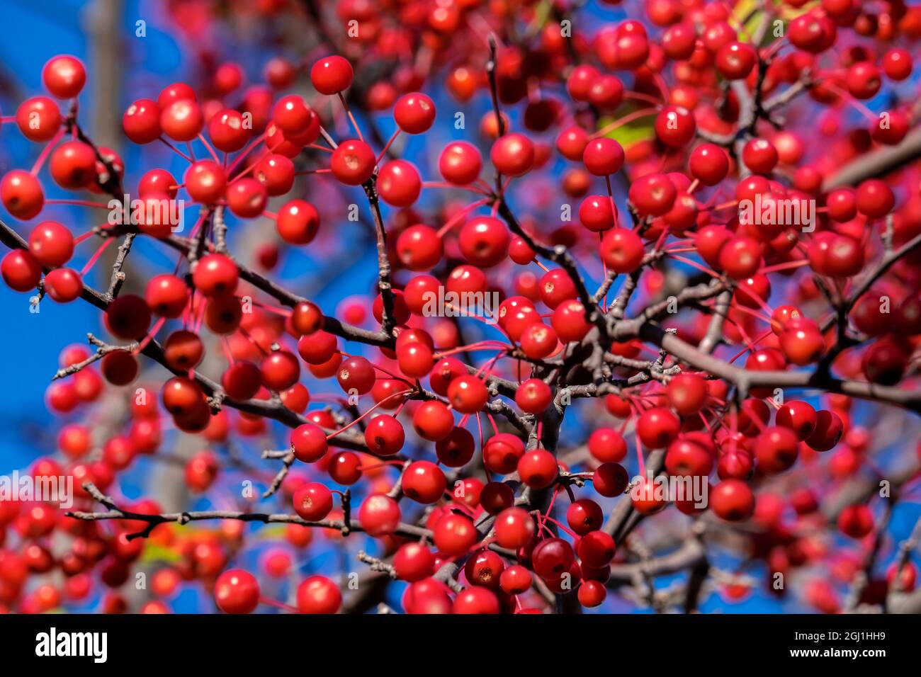 Swamp Holly fruit Stock Photo - Alamy