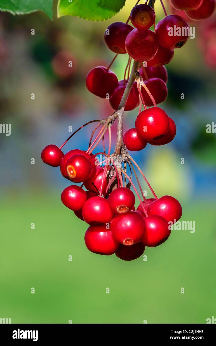 Cockspur Hawthorn, fruit Stock Photo - Alamy