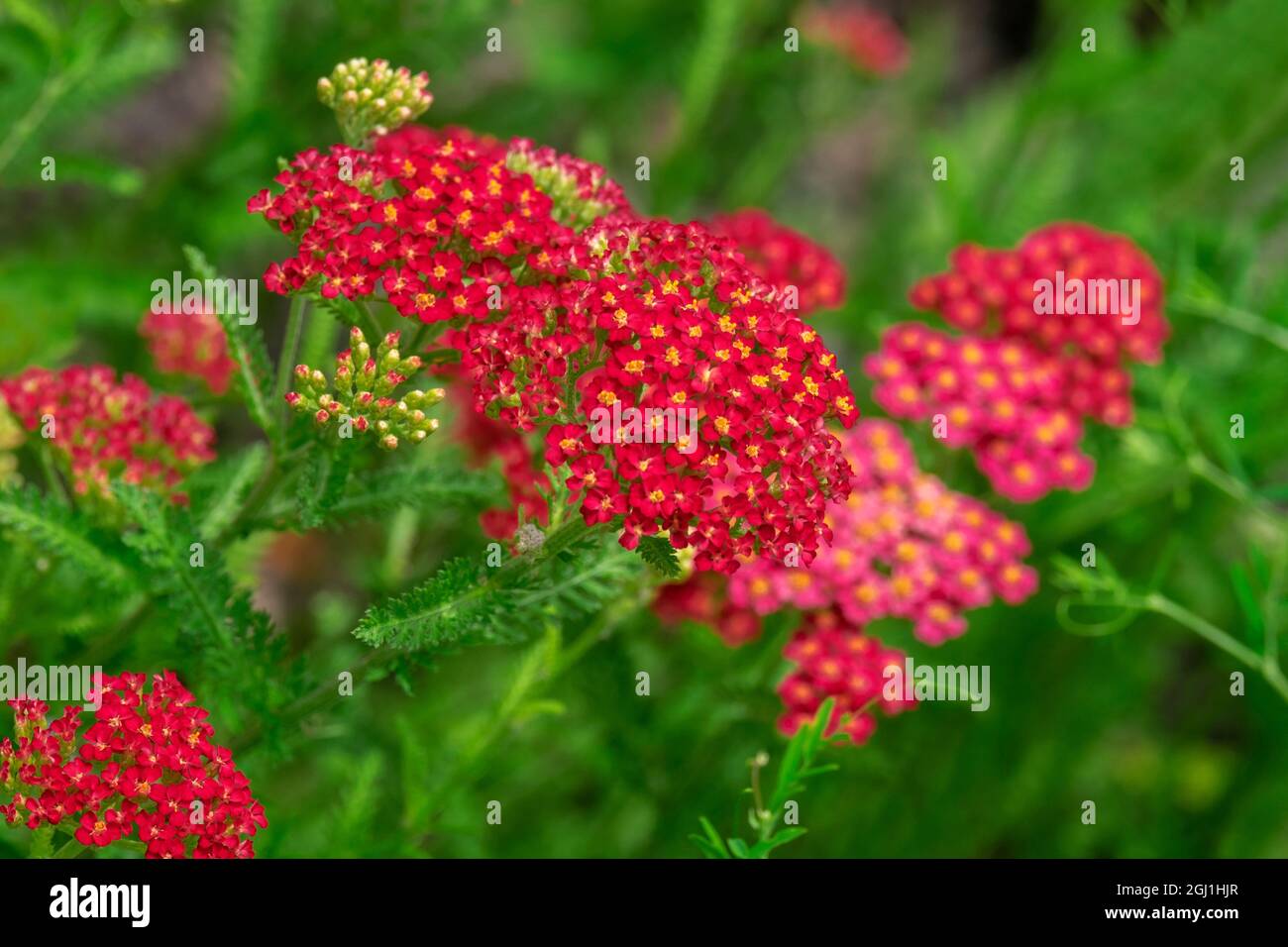 Red yarrow hi-res stock photography and images - Alamy