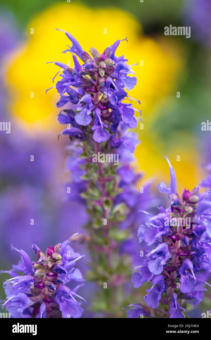 Purple flowering hyssop hi-res stock photography and images - Alamy