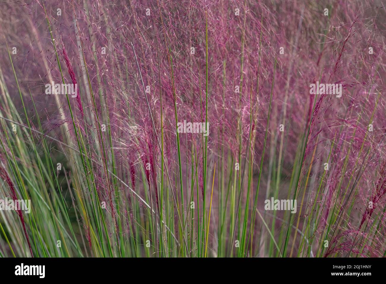 Pink Muhly Grass Stock Photo - Alamy