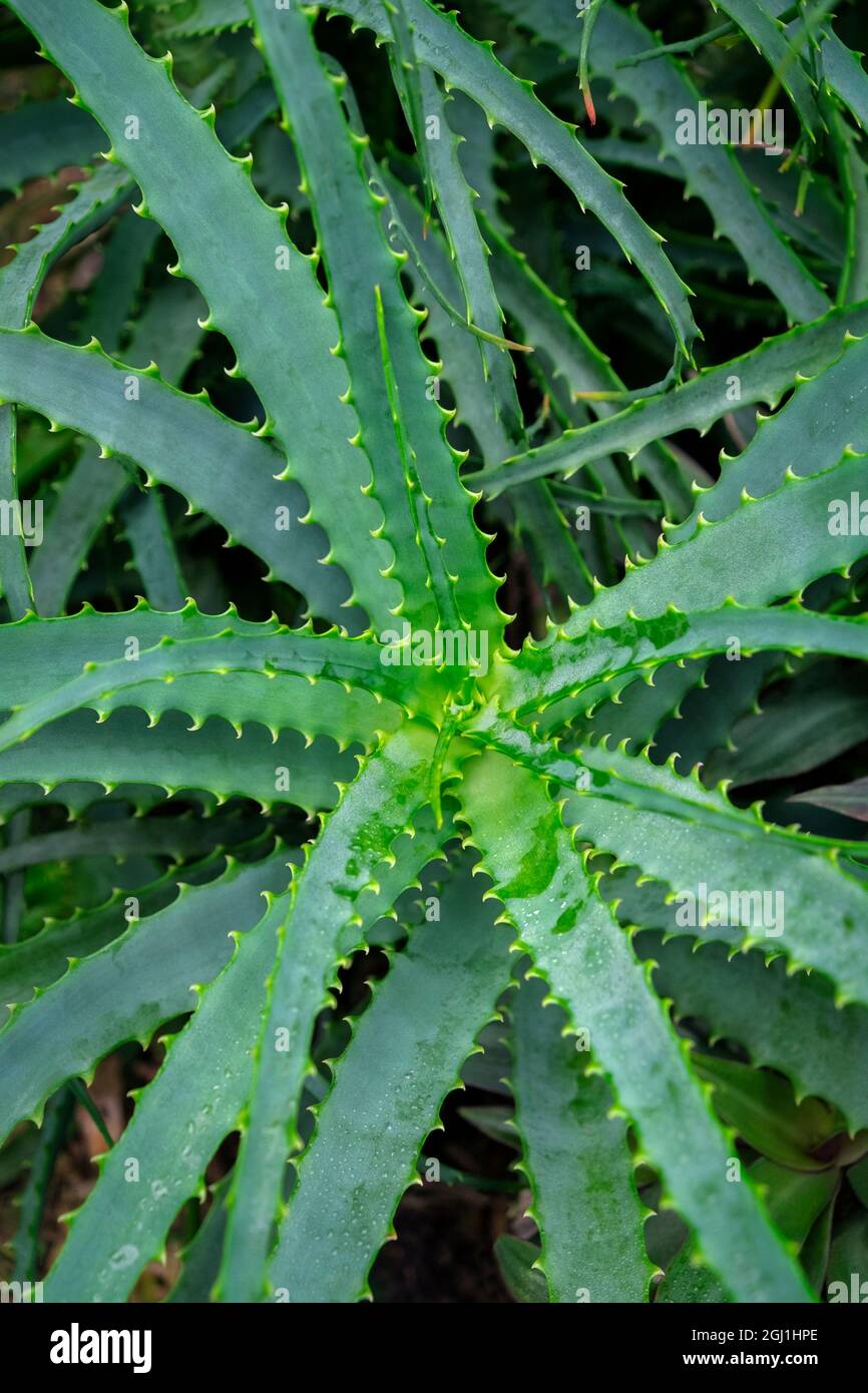 Candelabra aloe hi-res stock photography and images - Alamy